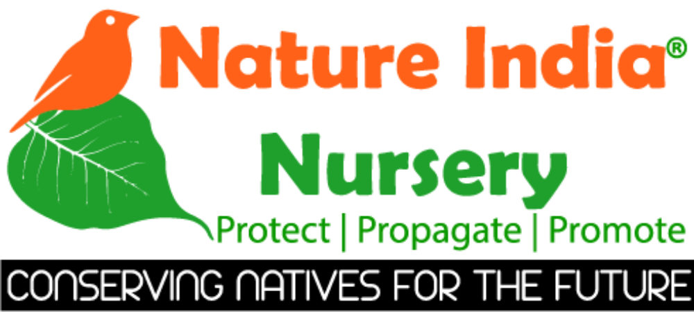 Buy Berrya cordifolia Plant in Bulk Online - Nature India Nursery