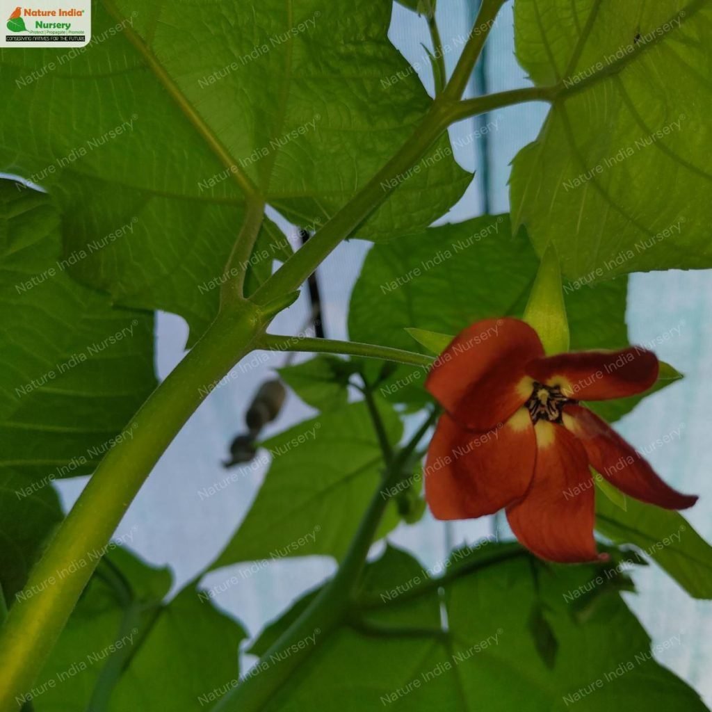 Buy Cordia myxa Plant in Bulk Online - Nature India Nursery
