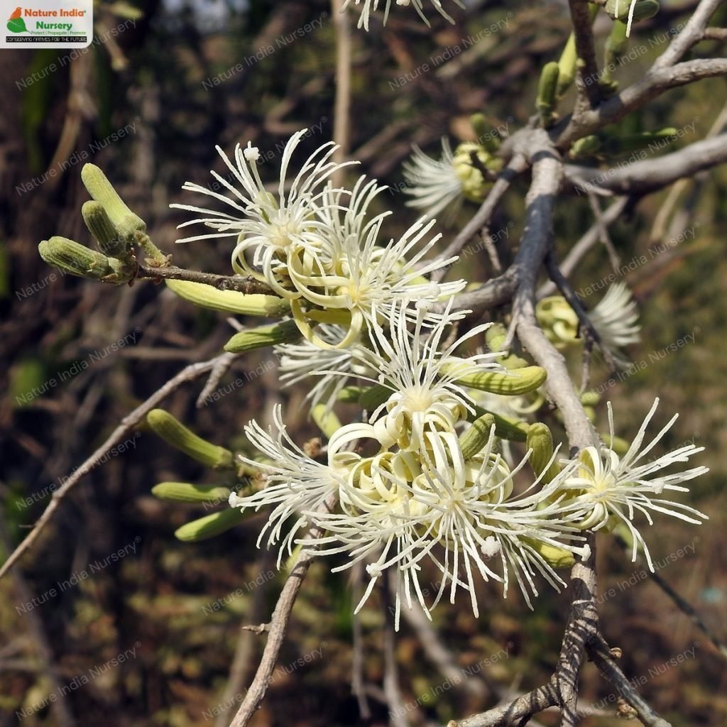 Buy Alangium salviifolium Plant in Bulk Online - Nature India Nursery