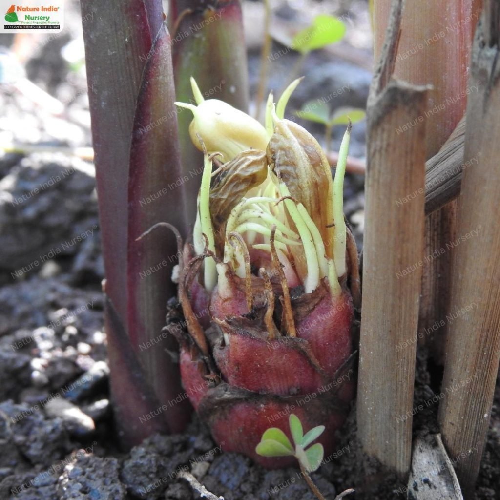 Buy Amomum subulatum Plant in Bulk Online - Nature India Nursery