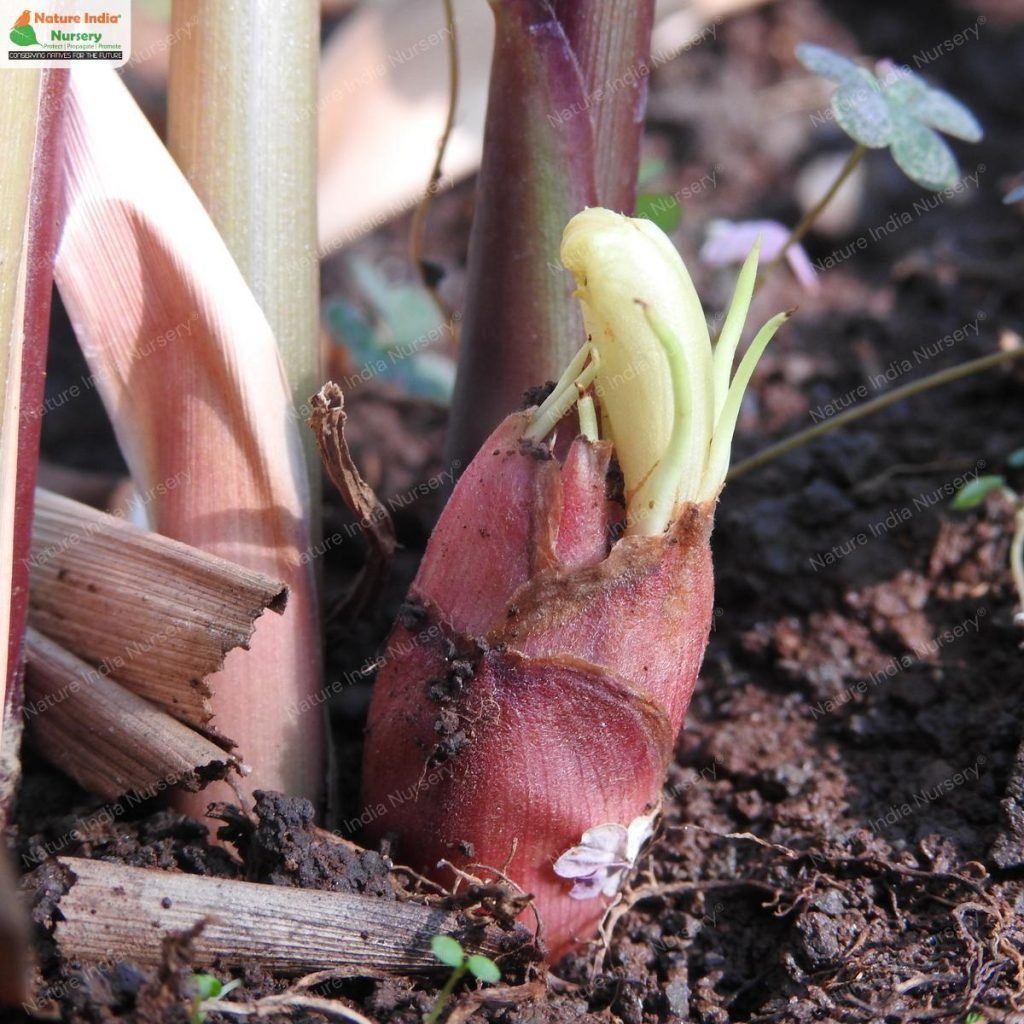 Buy Herb Plants in Bulk Online - Nature India Nursery