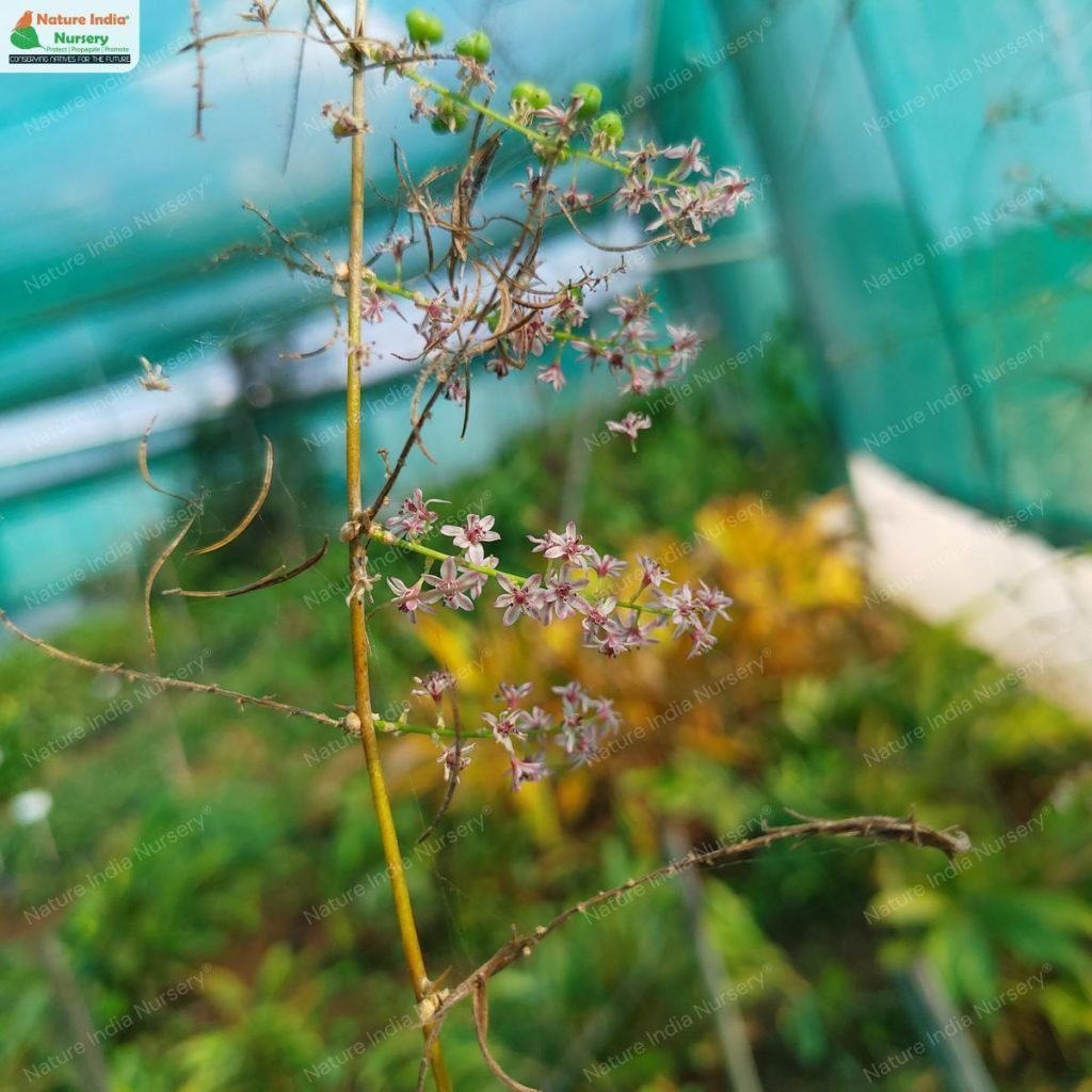 Buy Asparagus racemosus Plant in Bulk Online - Nature India Nursery