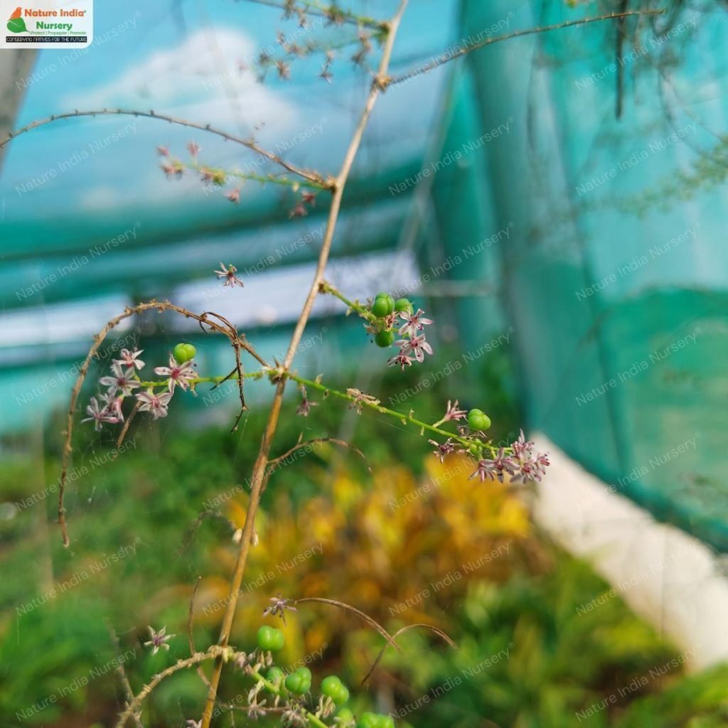Buy Asparagus racemosus Plant in Bulk Online - Nature India Nursery