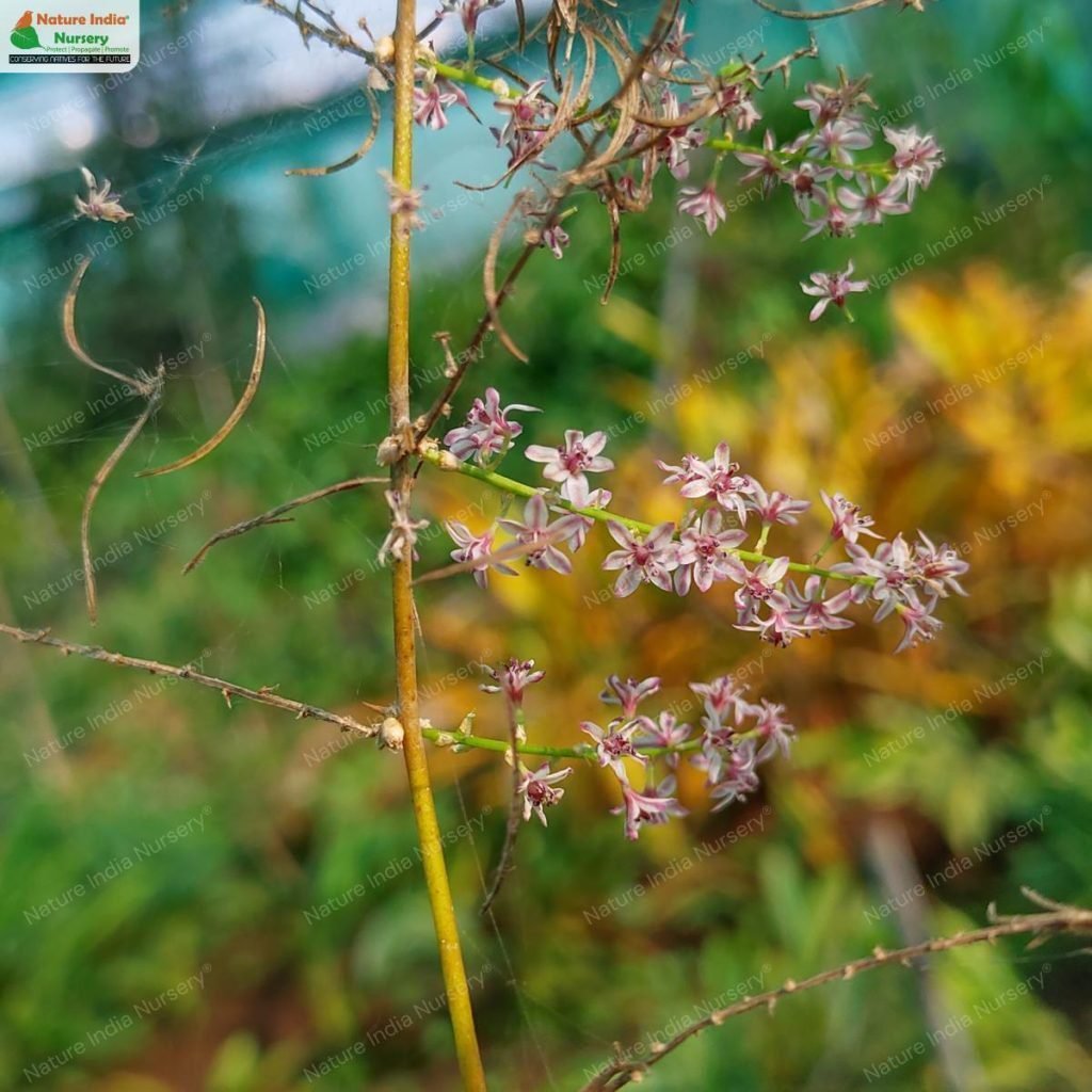 Buy Asparagus racemosus Plant in Bulk Online - Nature India Nursery