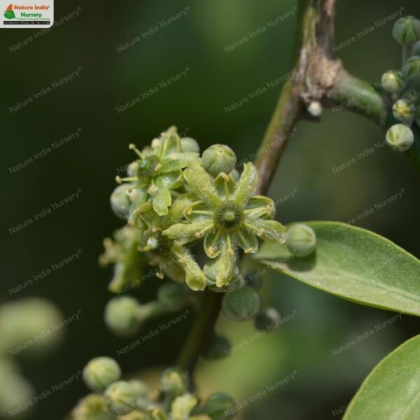 Buy Balanites roxburghii Plant in Bulk Online - Nature India Nursery