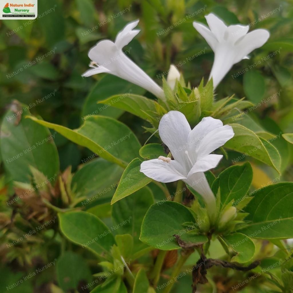 Buy Barleria cristata var dichotoma Plant in Bulk Online - Nature India ...