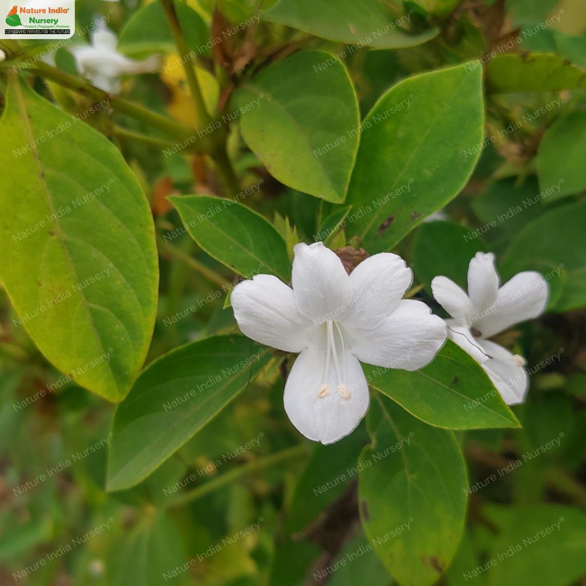 Buy Barleria cristata var dichotoma Plant in Bulk Online - Nature India ...