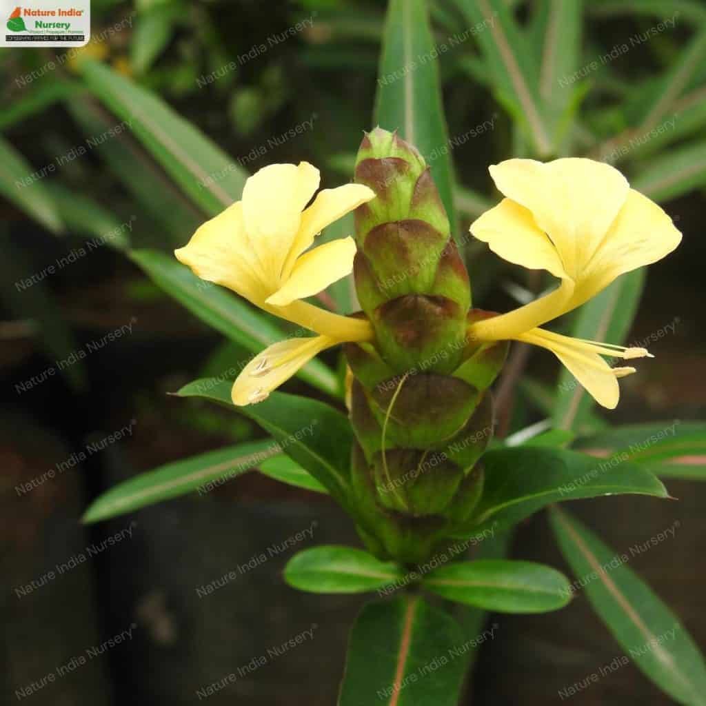 Buy Barleria lupulina Plant in Bulk Online - Nature India Nursery