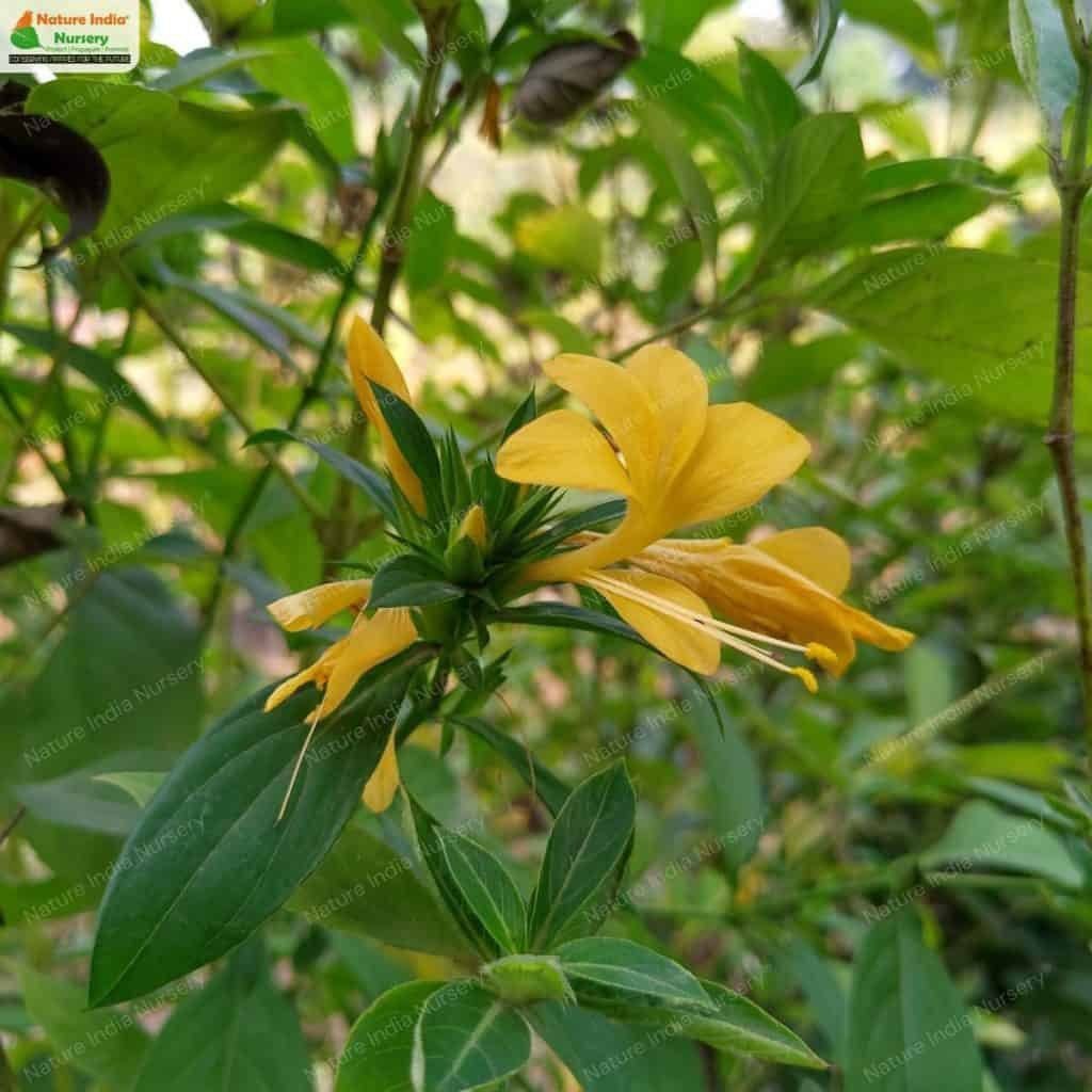 Buy Barleria prionitis Plant in Bulk Online - Nature India Nursery