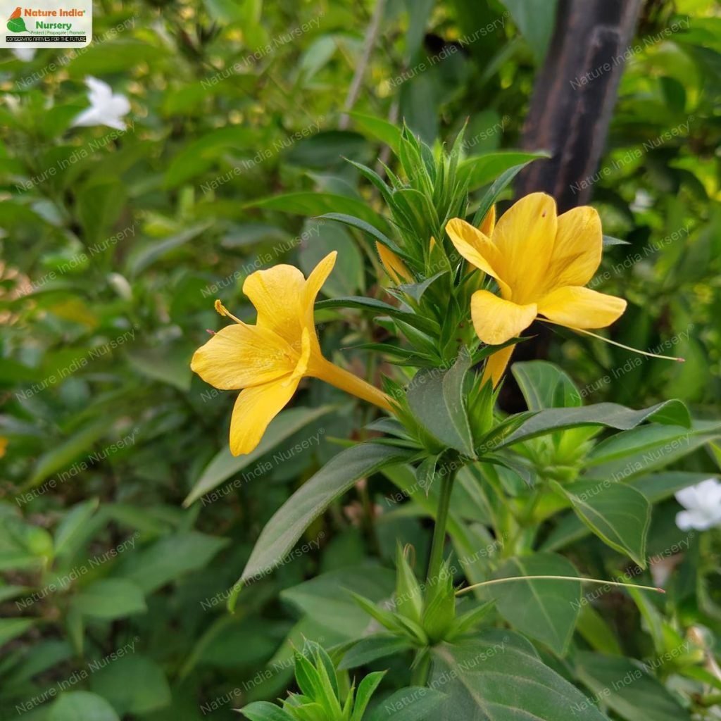 Buy Barleria prionitis Plant in Bulk Online - Nature India Nursery