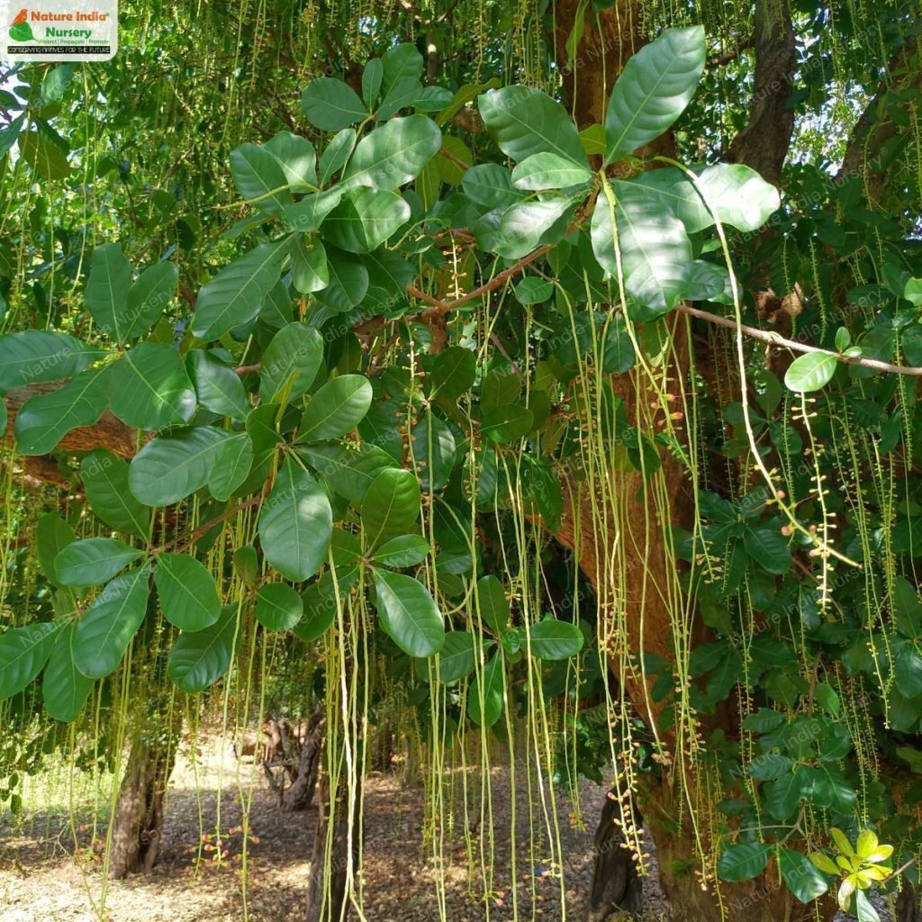 Buy Barringtonia acutangula Plant in Bulk Online - Nature India Nursery