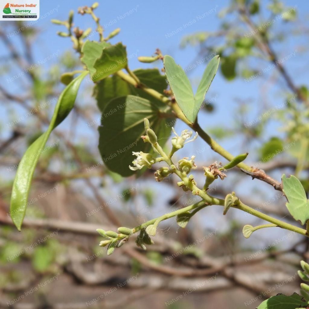Buy Bauhinia racemosa Plant in Bulk Online - Nature India Nursery