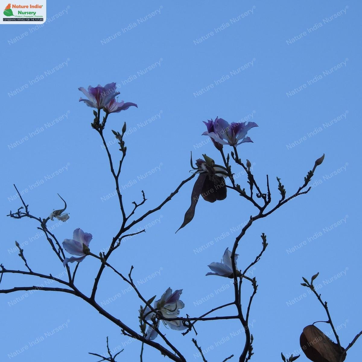 Buy Bauhinia variegata Plant in Bulk Online - Nature India Nursery