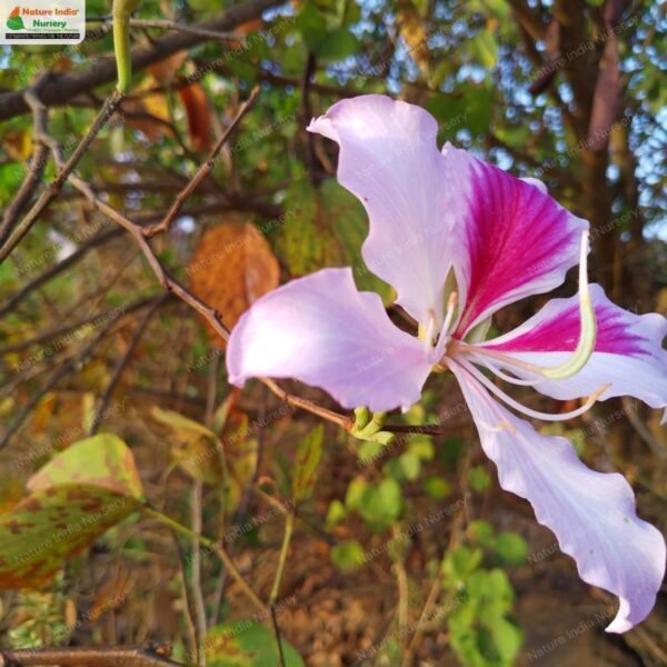Buy Bauhinia variegata Plant in Bulk Online - Nature India Nursery