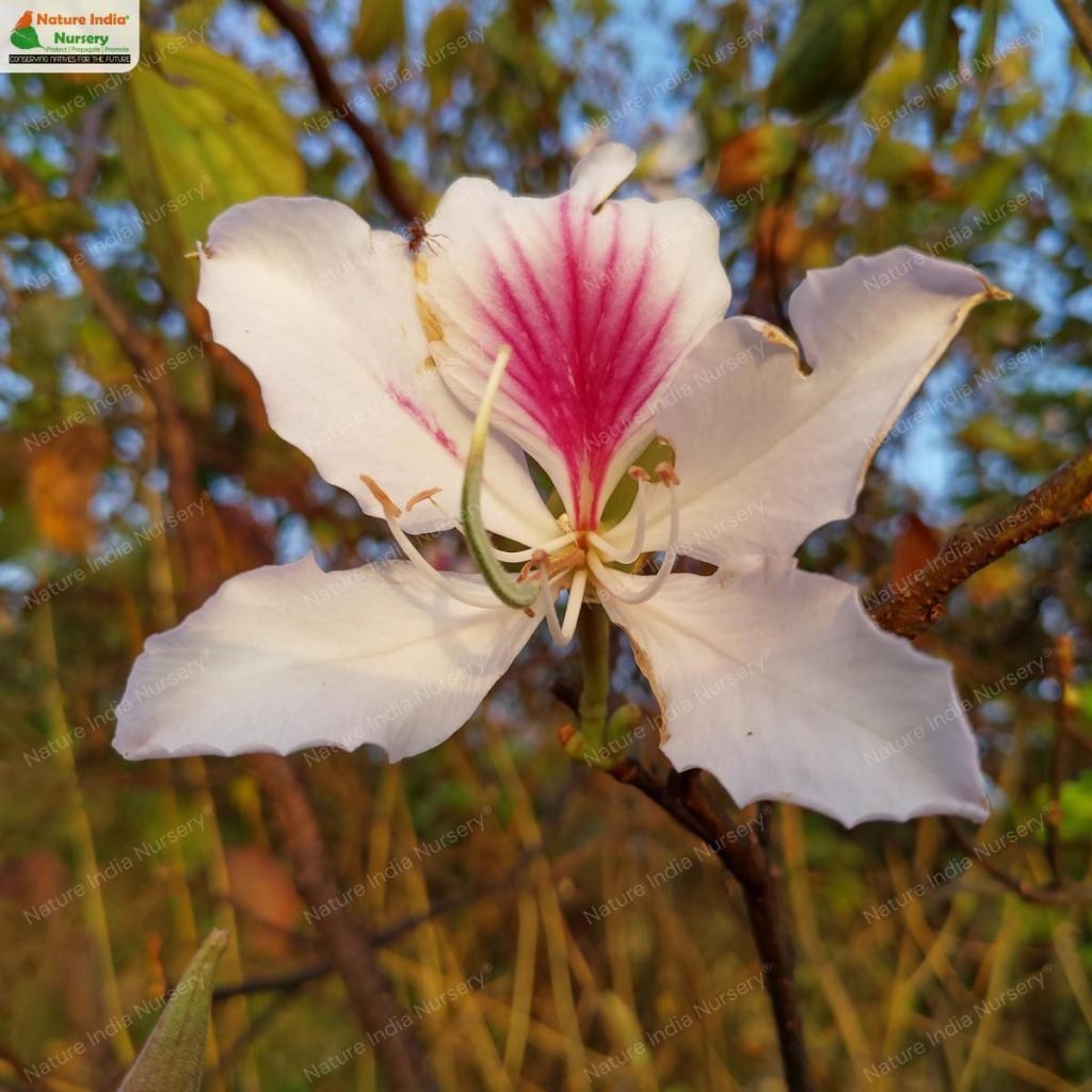 Buy Bauhinia variegata Plant in Bulk Online - Nature India Nursery