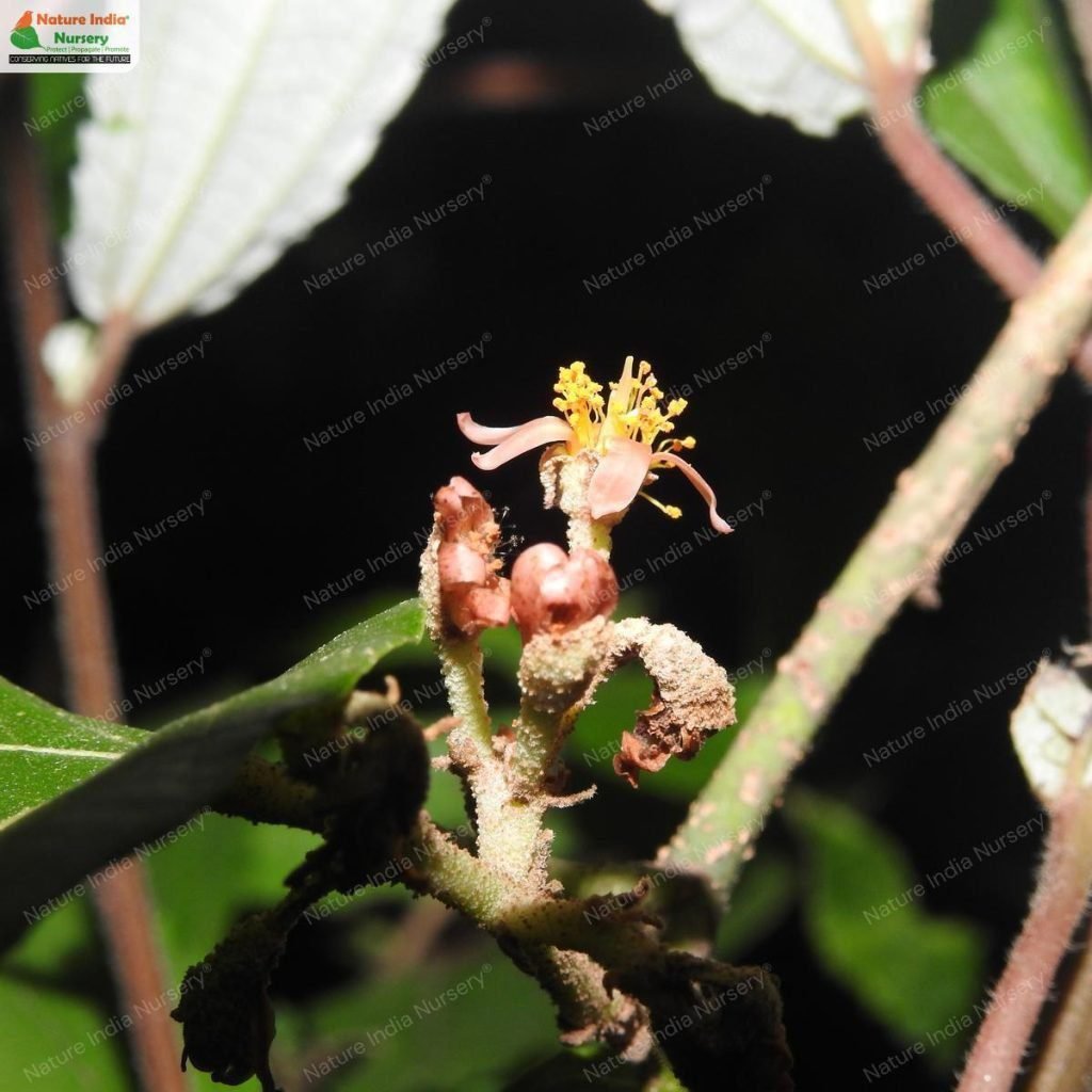 Buy Berrya cordifolia Plant in Bulk Online - Nature India Nursery