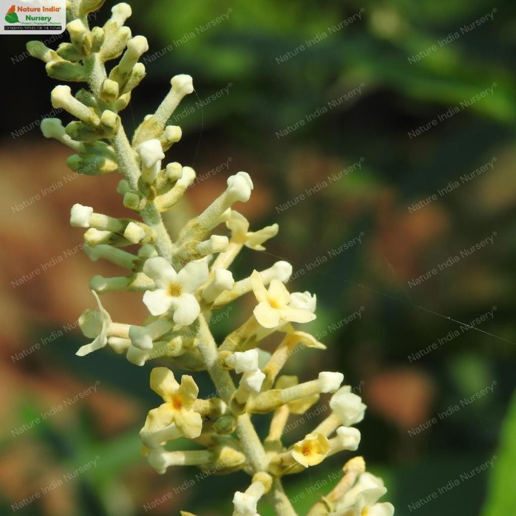 Buy Buddleja asiatica Plant in Bulk Online - Nature India Nursery