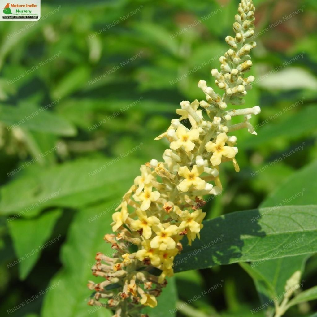 Buy Buddleja asiatica Plant in Bulk Online - Nature India Nursery