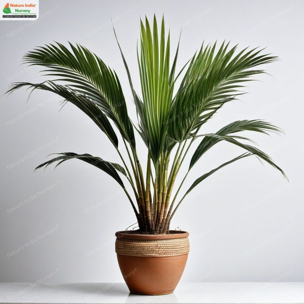 Buy Calamus rotang Plant in Bulk Online - Nature India Nursery
