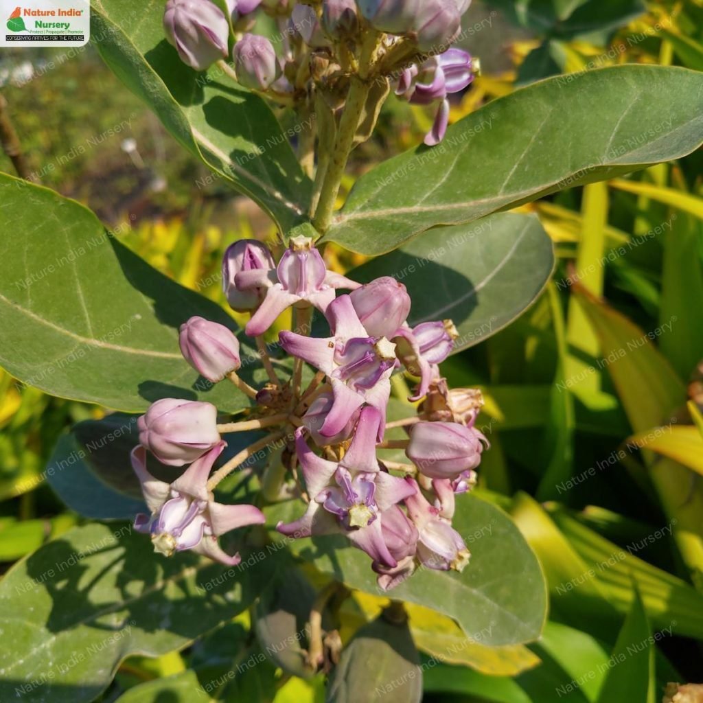 Buy Calotropis gigantea Plant in Bulk Online - Nature India Nursery