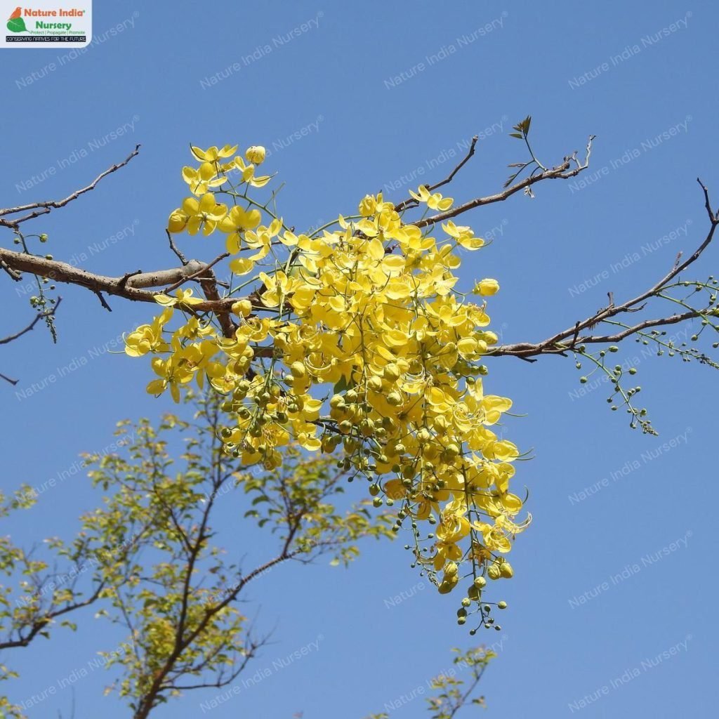 Buy Cassia fistula Plant in Bulk Online - Nature India Nursery