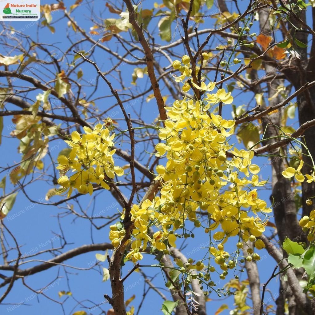 Buy Cassia fistula Plant in Bulk Online - Nature India Nursery