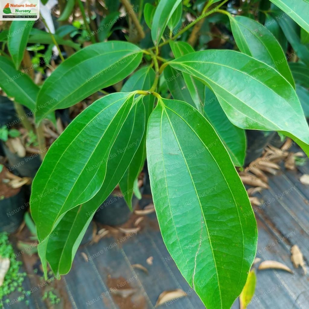 Buy Cinnamomum tamala Plant in Bulk Online - Nature India Nursery
