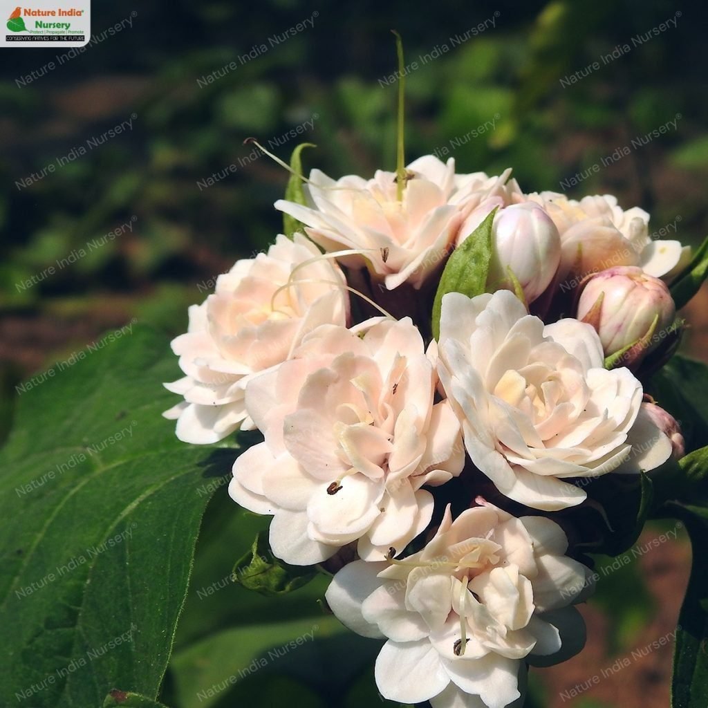 Buy Clerodendrum chinense Plant in Bulk Online - Nature India Nursery