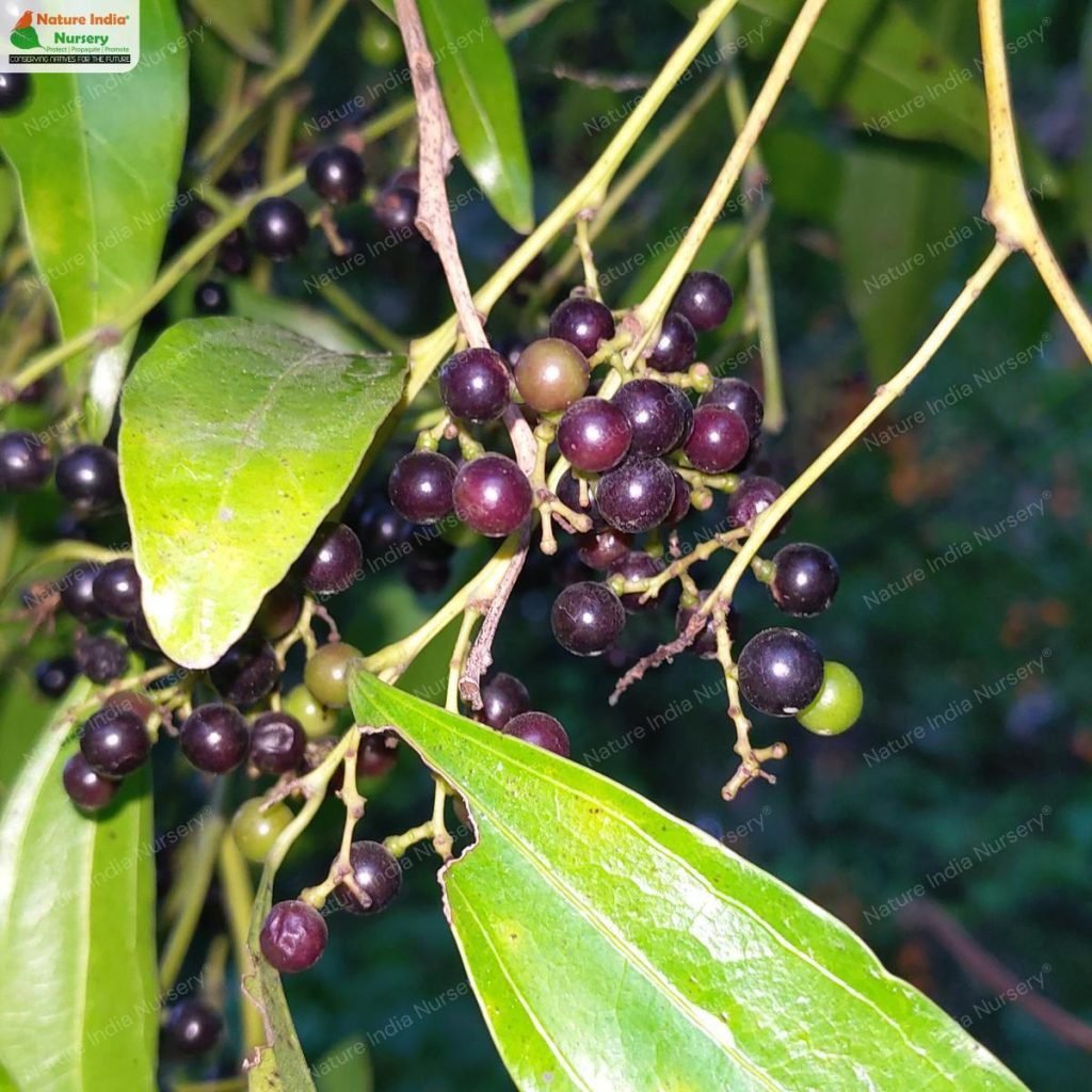 Buy Cocculus laurifolius Plant in Bulk Online - Nature India Nursery