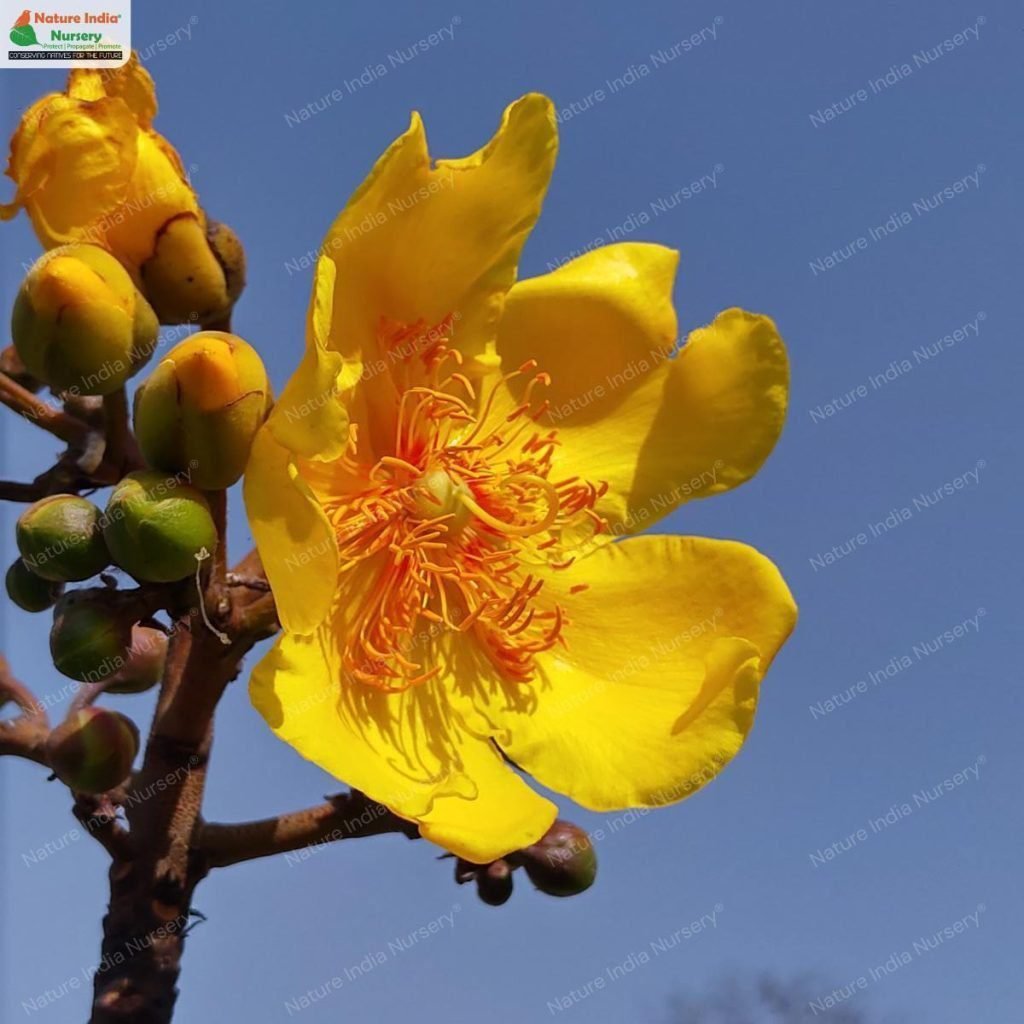 Buy Cochlospermum religiosum Plant in Bulk Online - Nature India Nursery