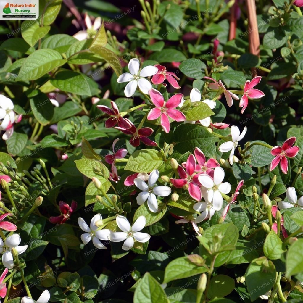 Buy Combretum indicum Plant in Bulk Online - Nature India Nursery