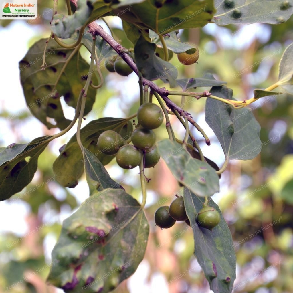 Buy Cordia dichotoma Plant in Bulk Online - Nature India Nursery