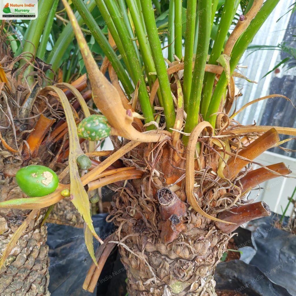 Buy Cycas circinalis Plant in Bulk Online - Nature India Nursery