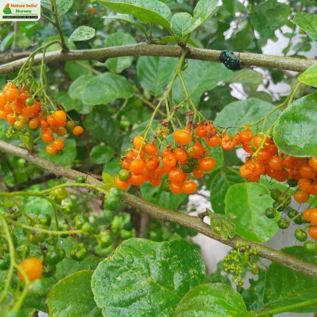 Buy Ehretia laevis Plant in Bulk Online - Nature India Nursery