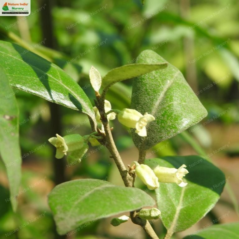 Buy Elaeagnus conferta Plant in Bulk Online - Nature India Nursery
