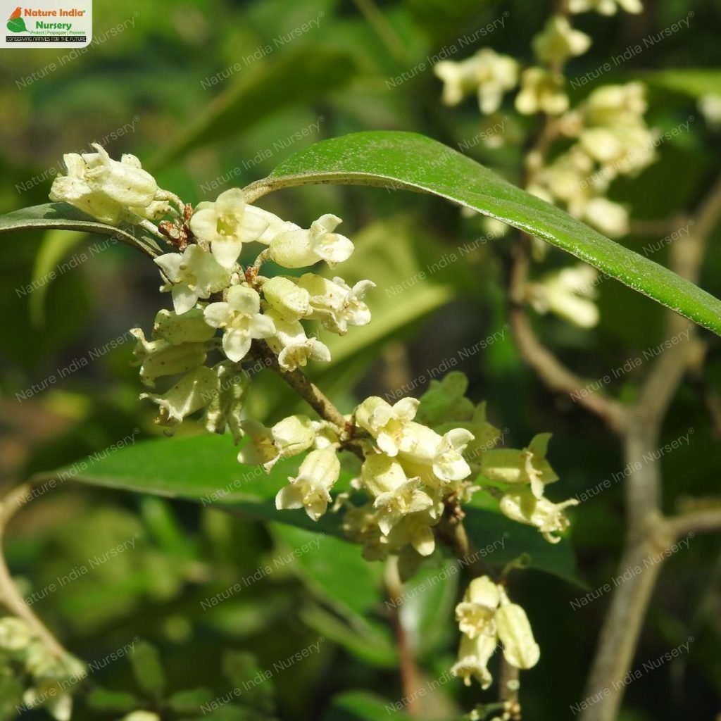 Buy Elaeagnus conferta Plant in Bulk Online - Nature India Nursery