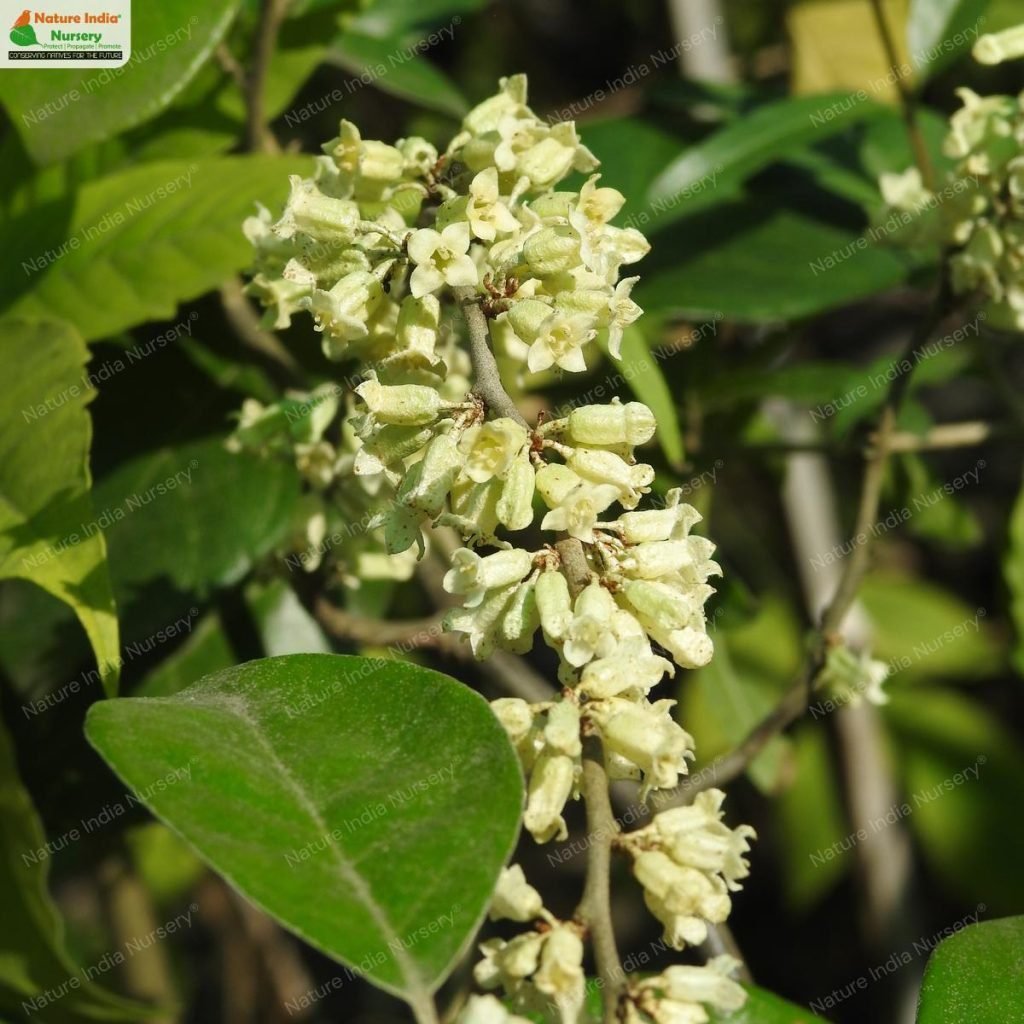Buy Elaeagnus conferta Plant in Bulk Online - Nature India Nursery