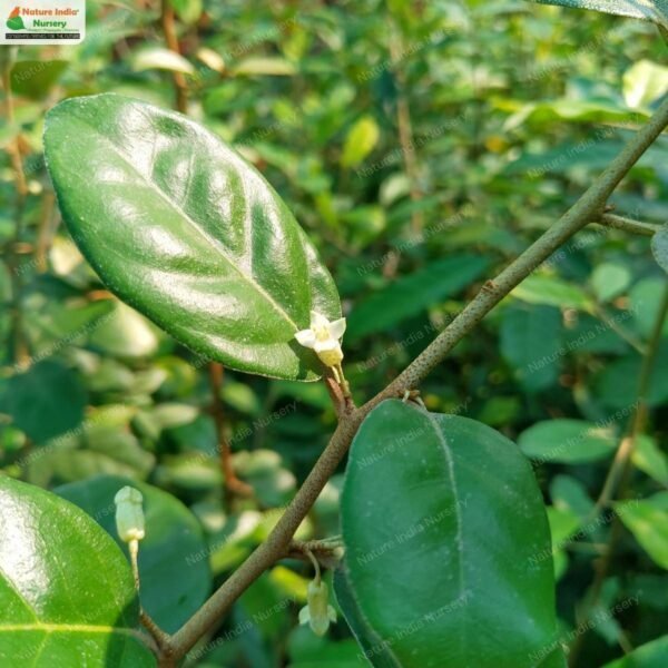 Buy Elaeagnus conferta Plant in Bulk Online - Nature India Nursery