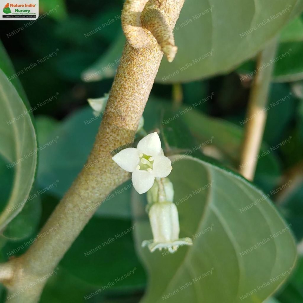 Buy Elaeagnus conferta Plant in Bulk Online - Nature India Nursery