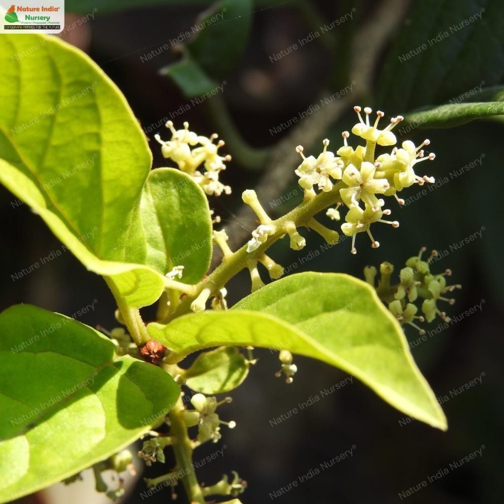 Buy Embelia tsjeriam-cottam Plant in Bulk Online - Nature India Nursery
