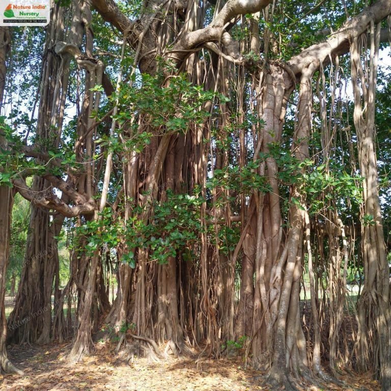Buy Ficus benghalensis Plant in Bulk Online - Nature India Nursery