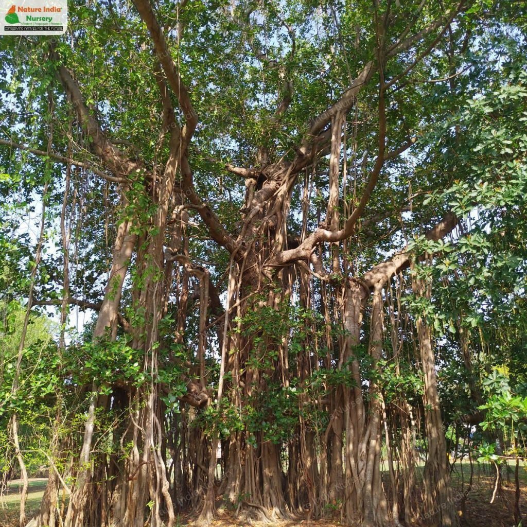Buy Ficus benghalensis Plant in Bulk Online - Nature India Nursery