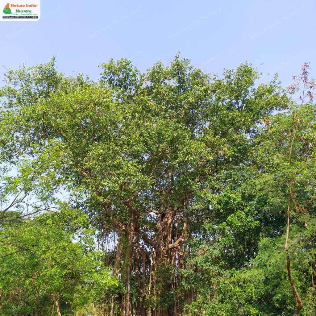 Buy Ficus benghalensis Plant in Bulk Online - Nature India Nursery