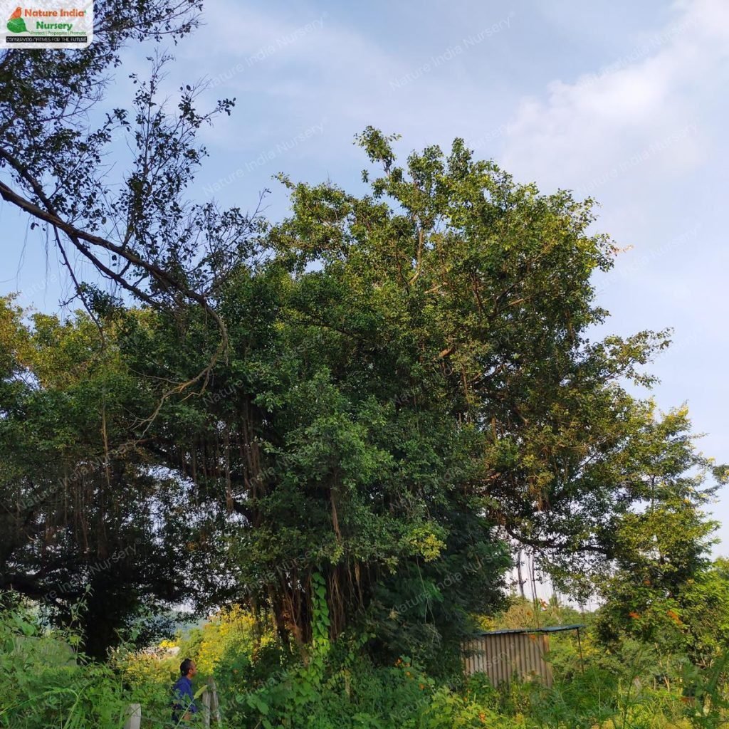Buy Ficus microcarpa Plant in Bulk Online - Nature India Nursery