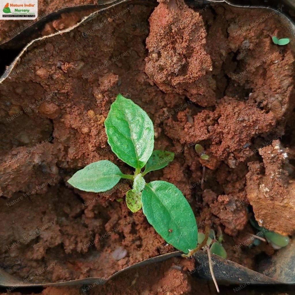 Buy Ficus mollis Plant in Bulk Online - Nature India Nursery