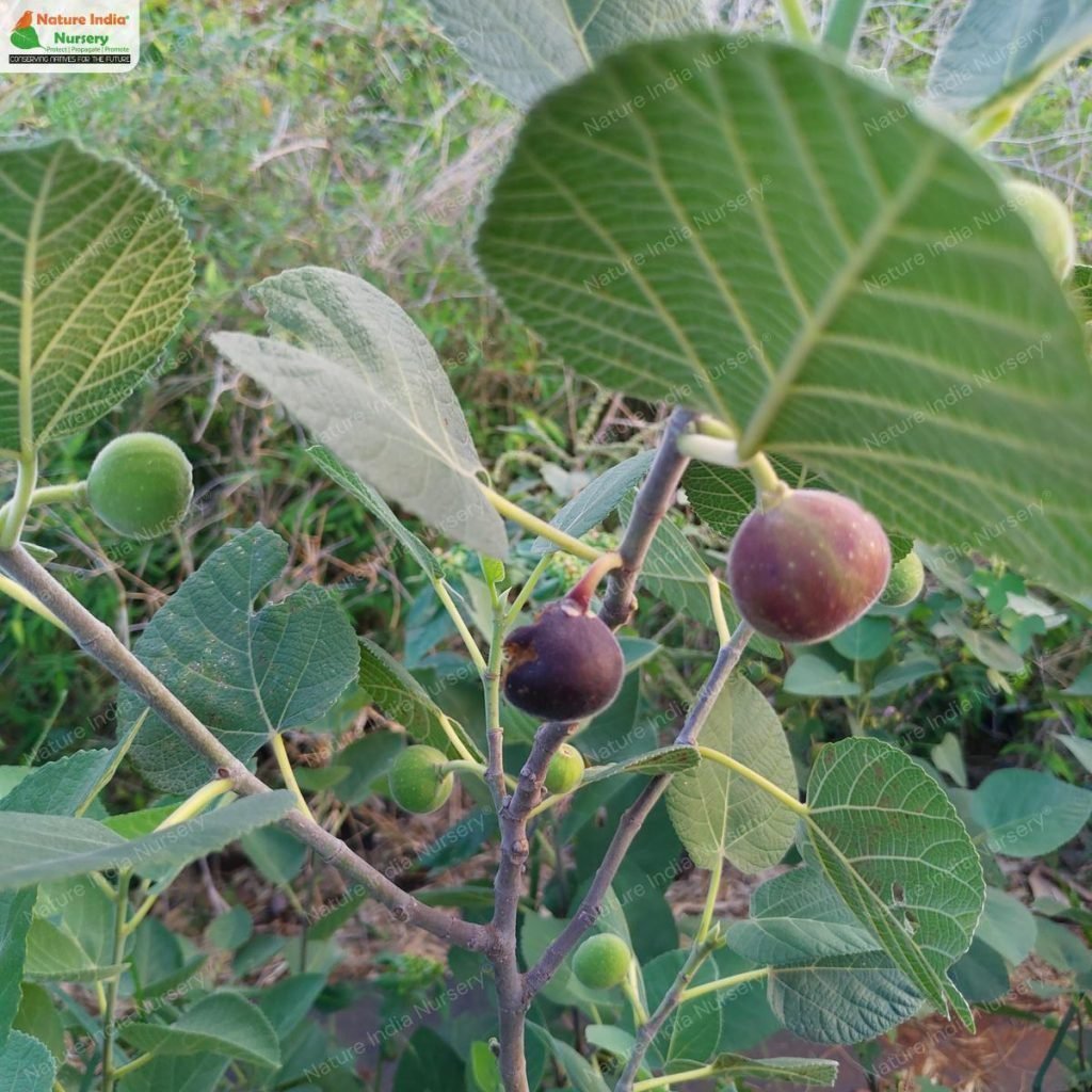 Buy Ficus palmata subsp. virgata Plant in Bulk Online - Nature India Nursery