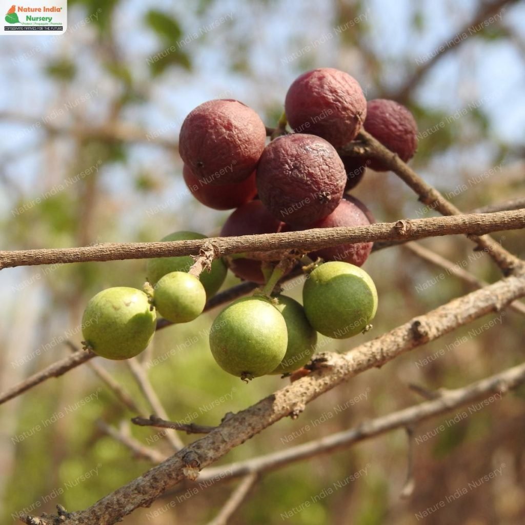Buy Flacourtia indica Plant in Bulk Online - Nature India Nursery