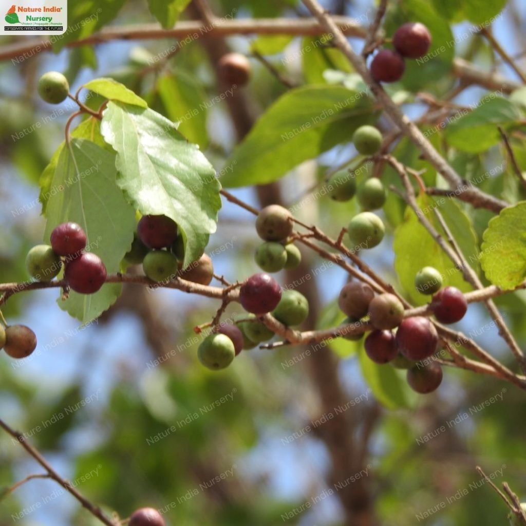 Buy Flacourtia indica Plant in Bulk Online - Nature India Nursery