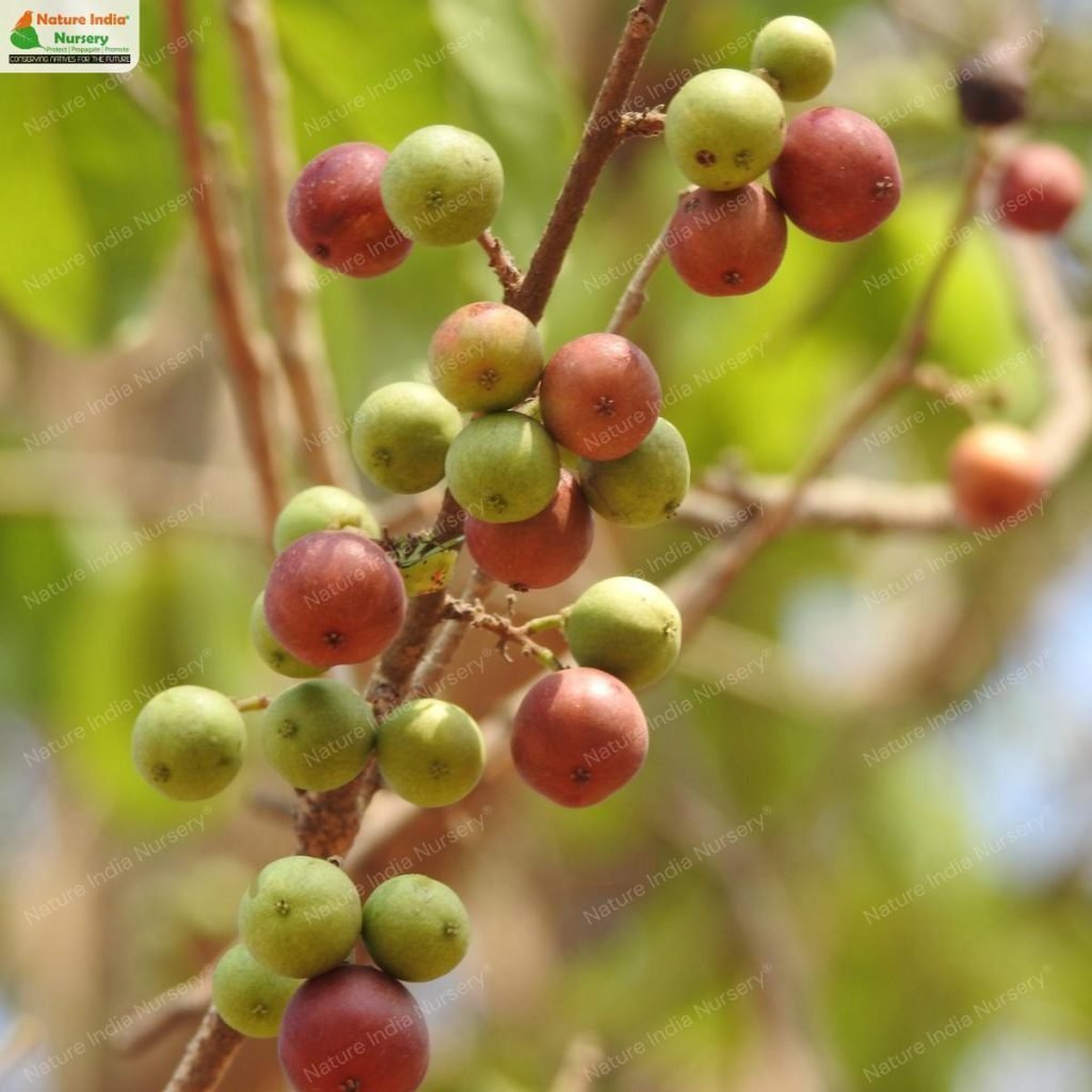 Buy Flacourtia indica Plant in Bulk Online - Nature India Nursery