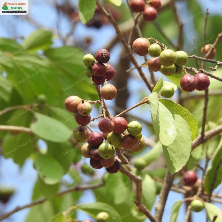 Buy Flacourtia indica Plant in Bulk Online - Nature India Nursery